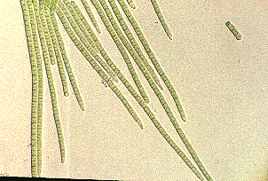 Pict and descrip Micro. chthonoplastes