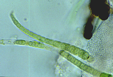 Pict and descrip Calothrix braunii