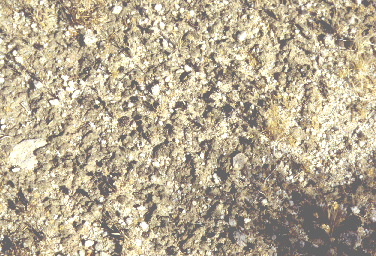 Joshua Tree National Park