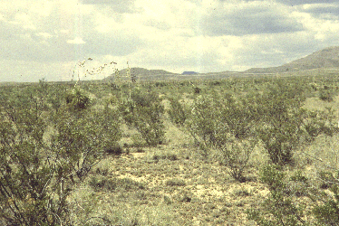 Fort Bliss